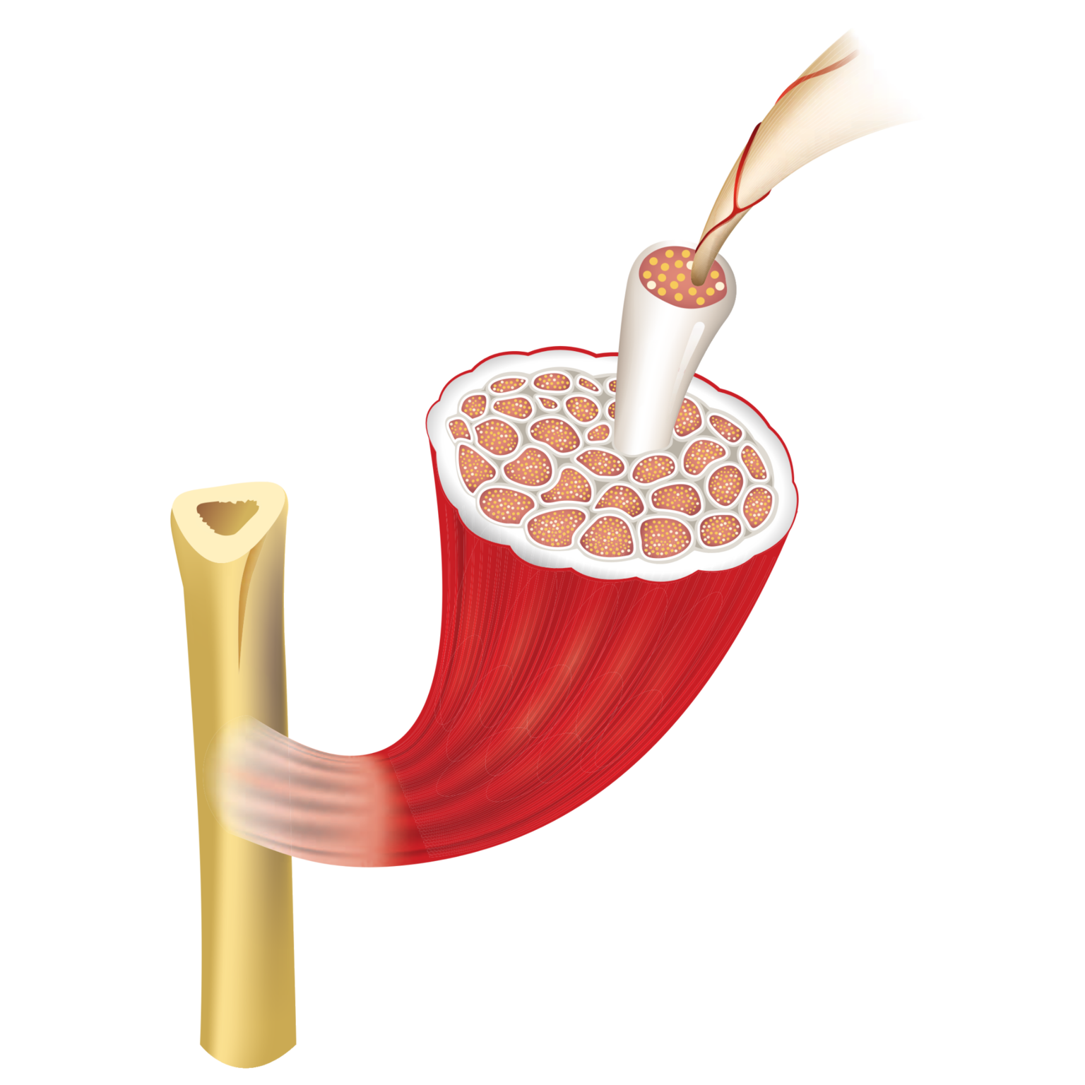 Eccentric Program – Unbreakable Strength Protocol - Strength Forge